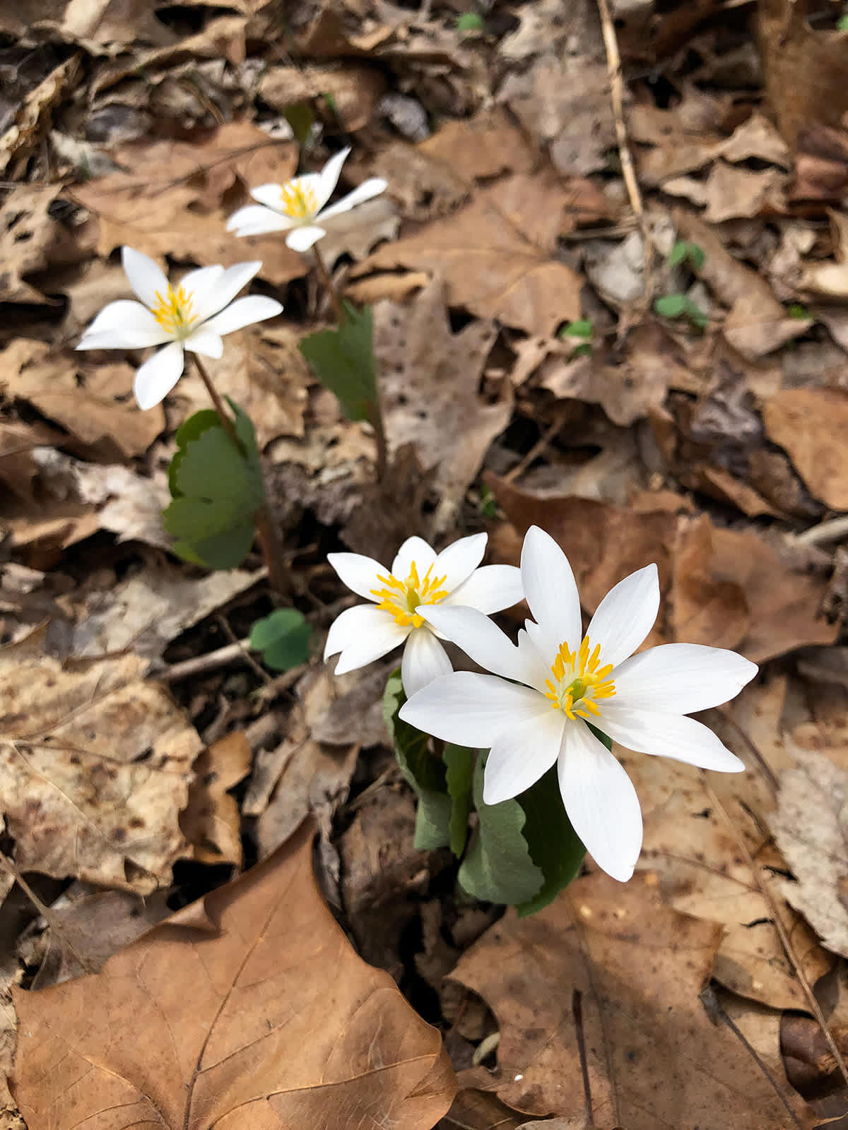 2025 Spring Wildflower Bloom Report – Week 2